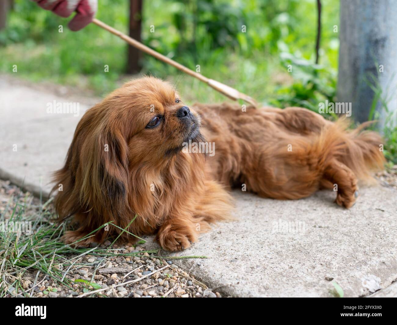 Red pekingese hi-res stock photography and images - Alamy