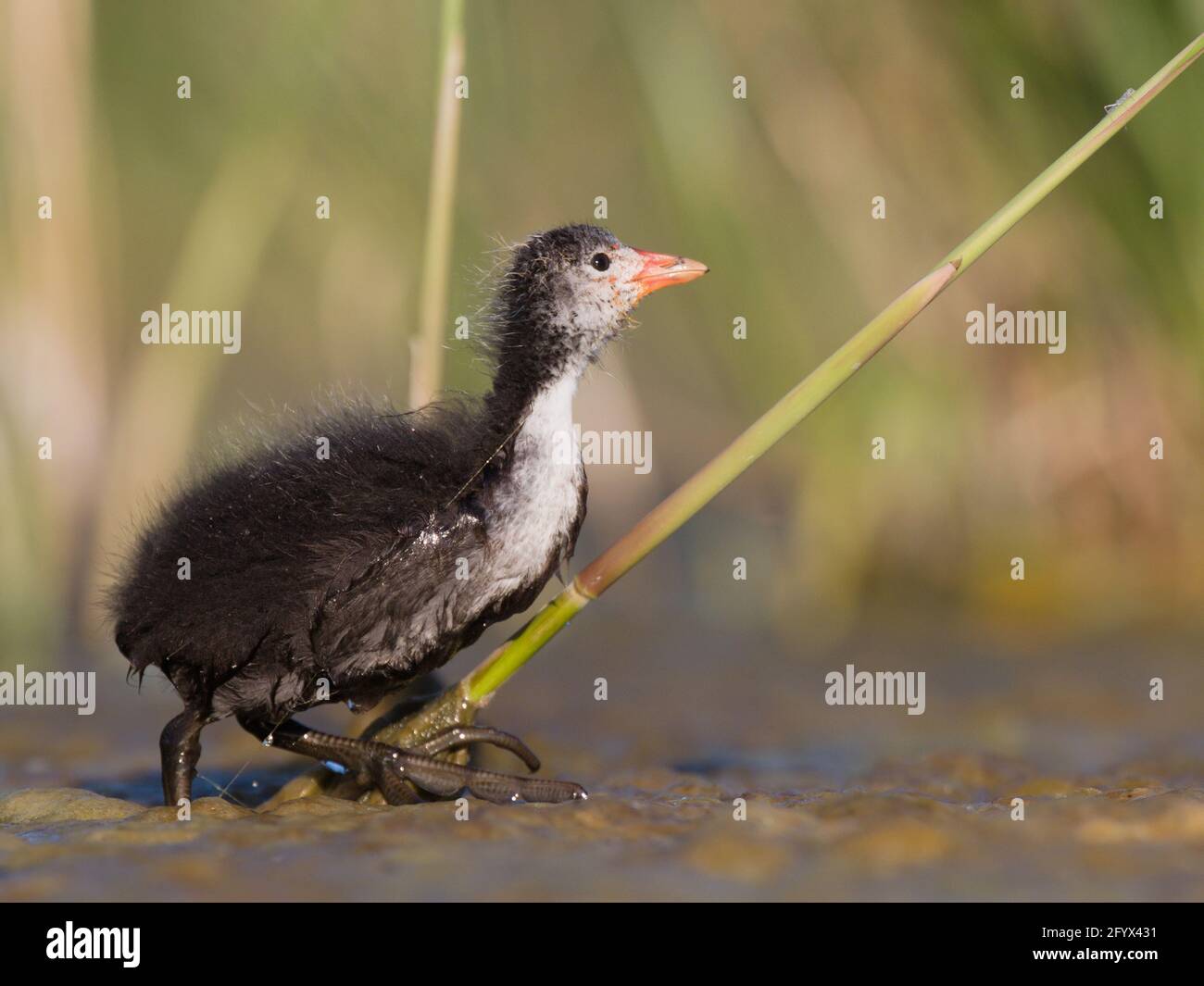 Coot chick aiminng to catch a small insect on a reed Stock Photo - Alamy