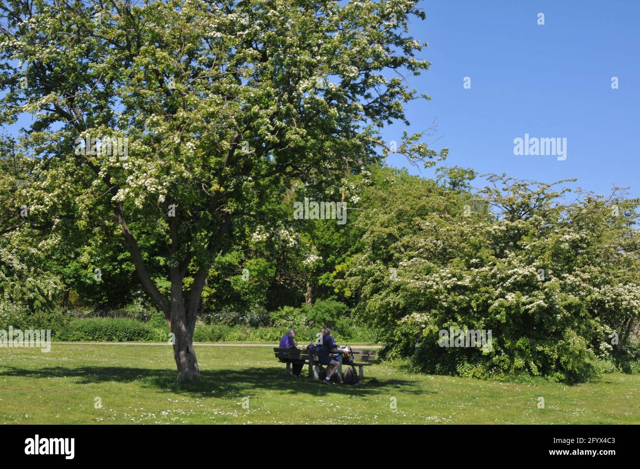 Copenhagen, Denmark. 30 May 2021, People walk and sun bath on Amager ...