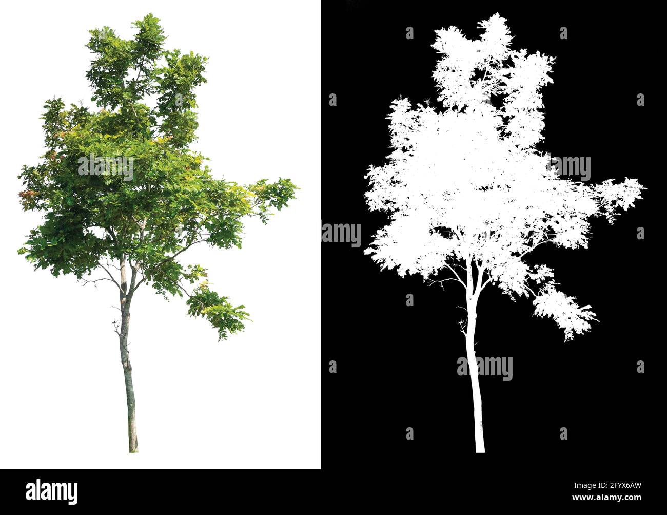 Isolated tree on white background with selected and path inside, alpha ...