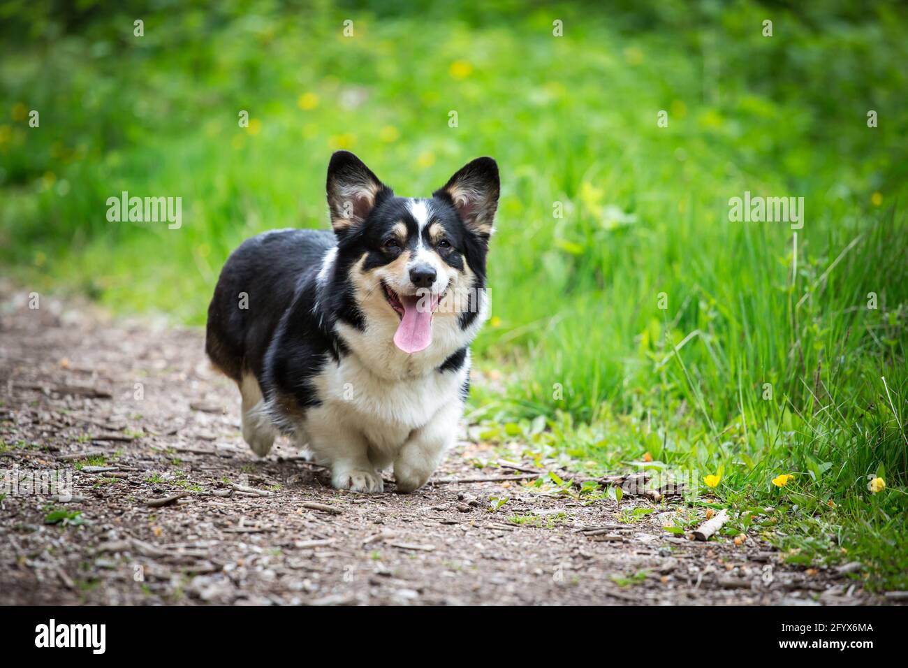 Corgi running hi-res stock photography and images - Alamy