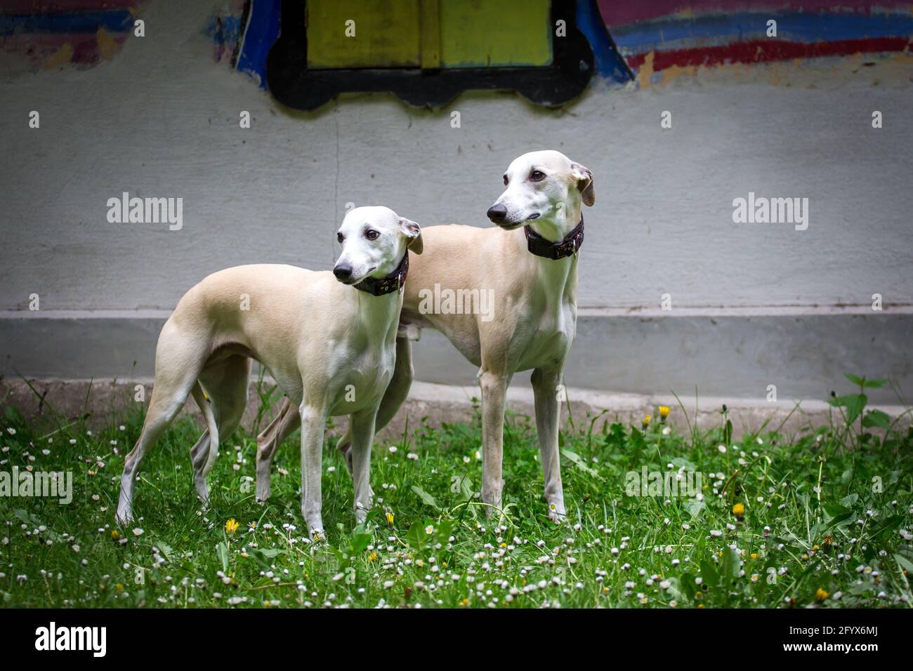 Two whippets hi-res stock photography and images - Alamy