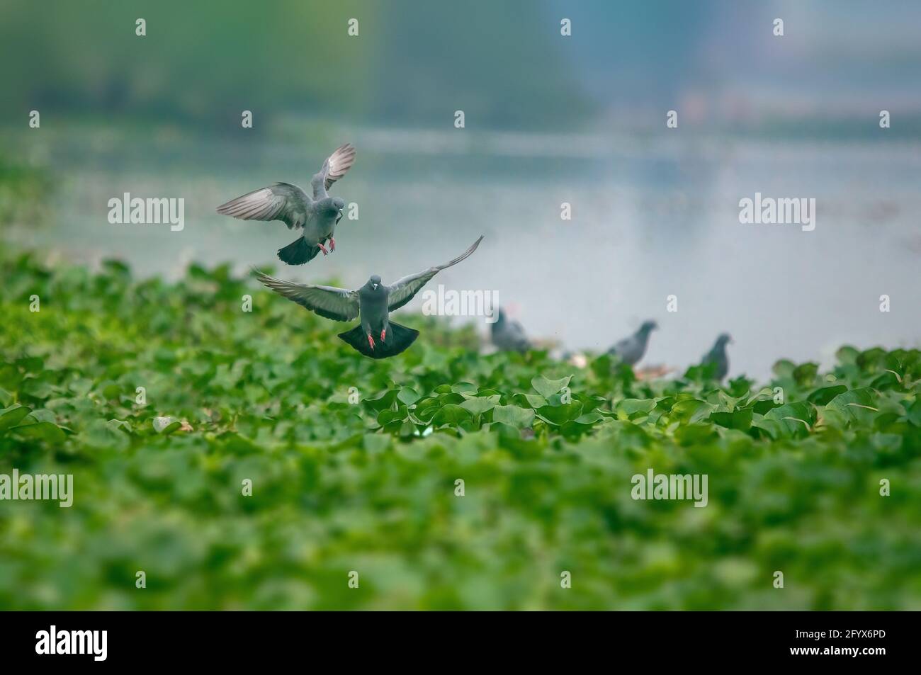 Pigeons in green grass hi-res stock photography and images - Alamy
