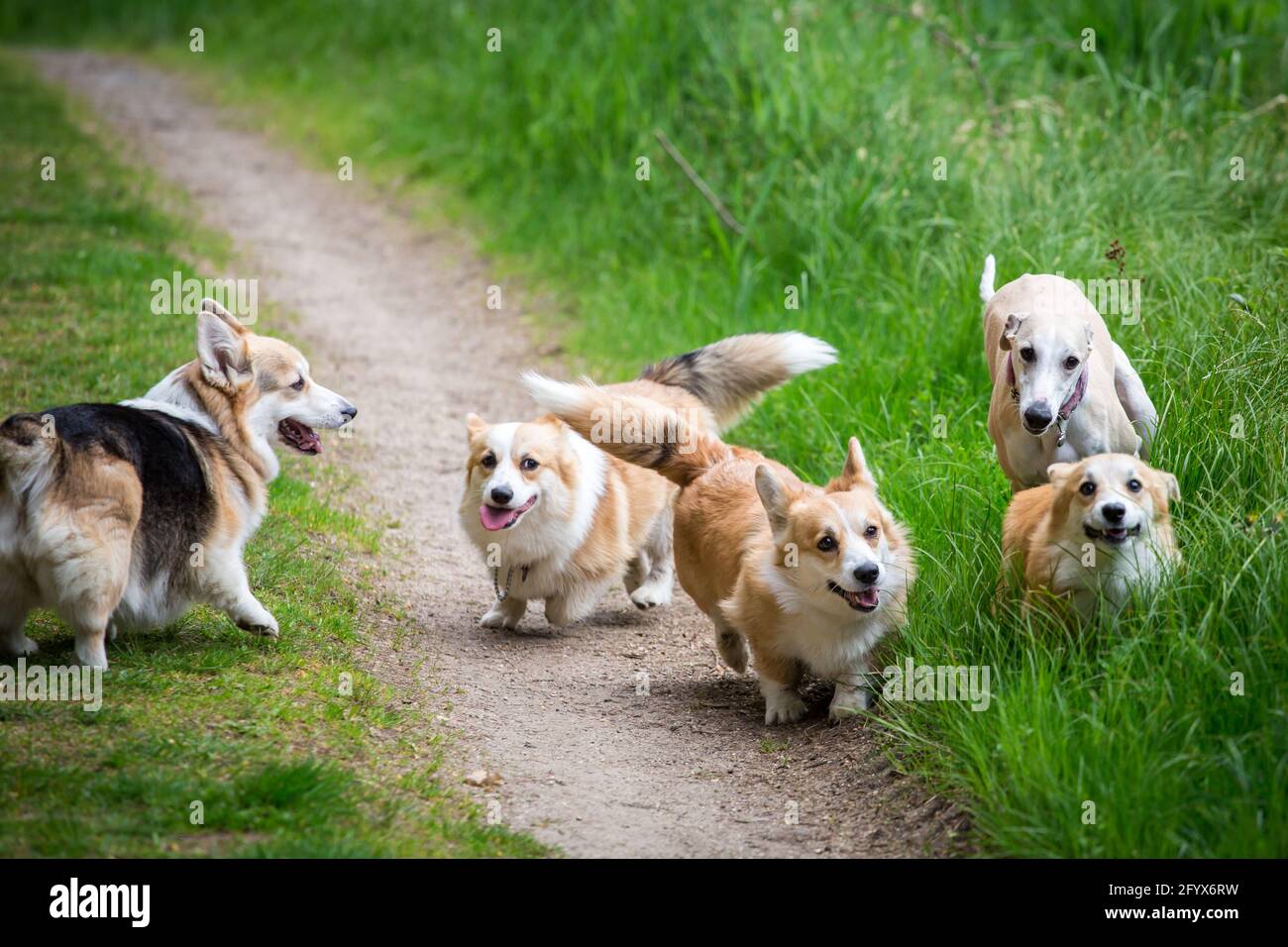 Welsh Corgi Pembroke dogs playing Stock Photo - Alamy