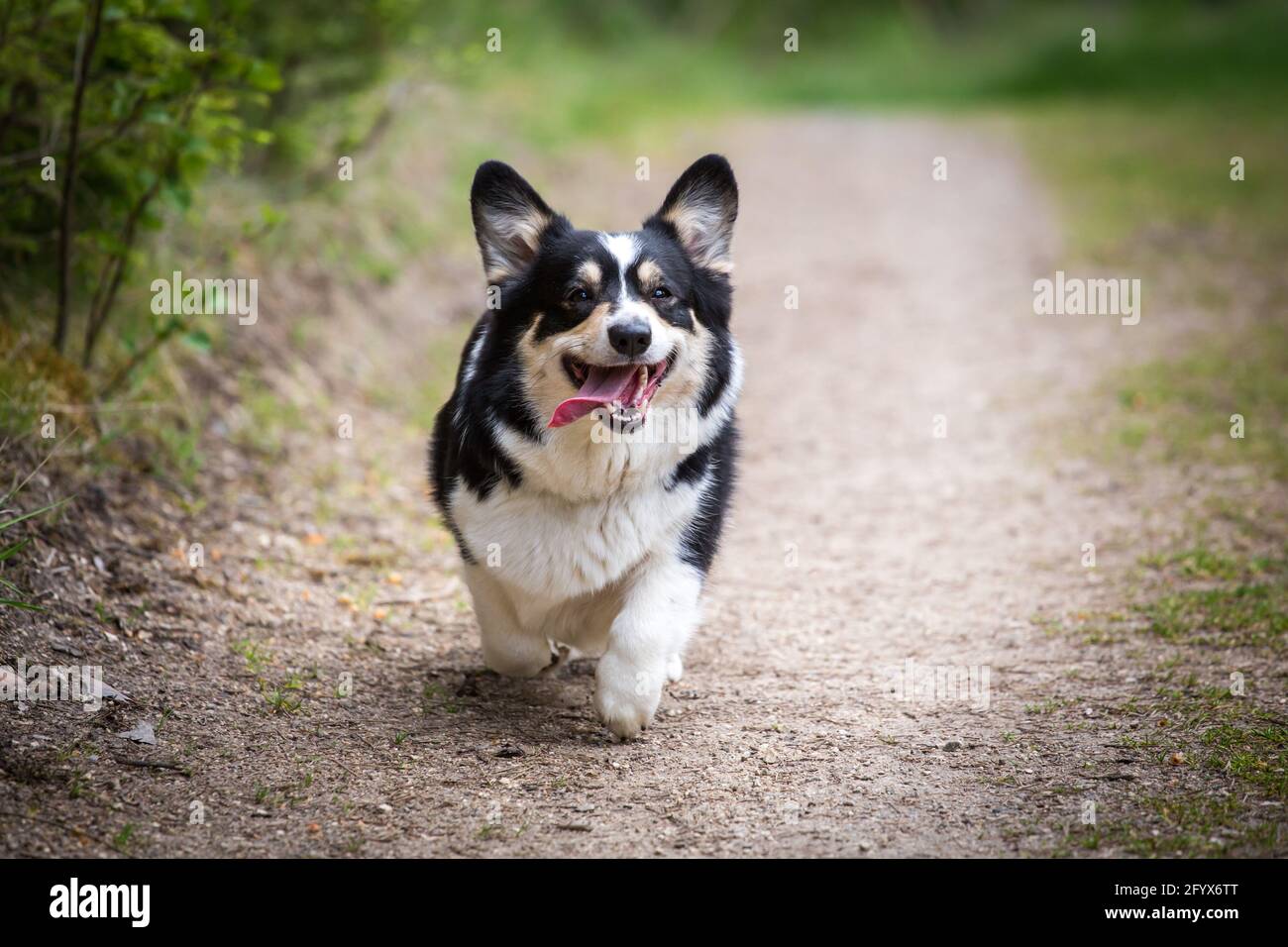 Can A Corgi Run