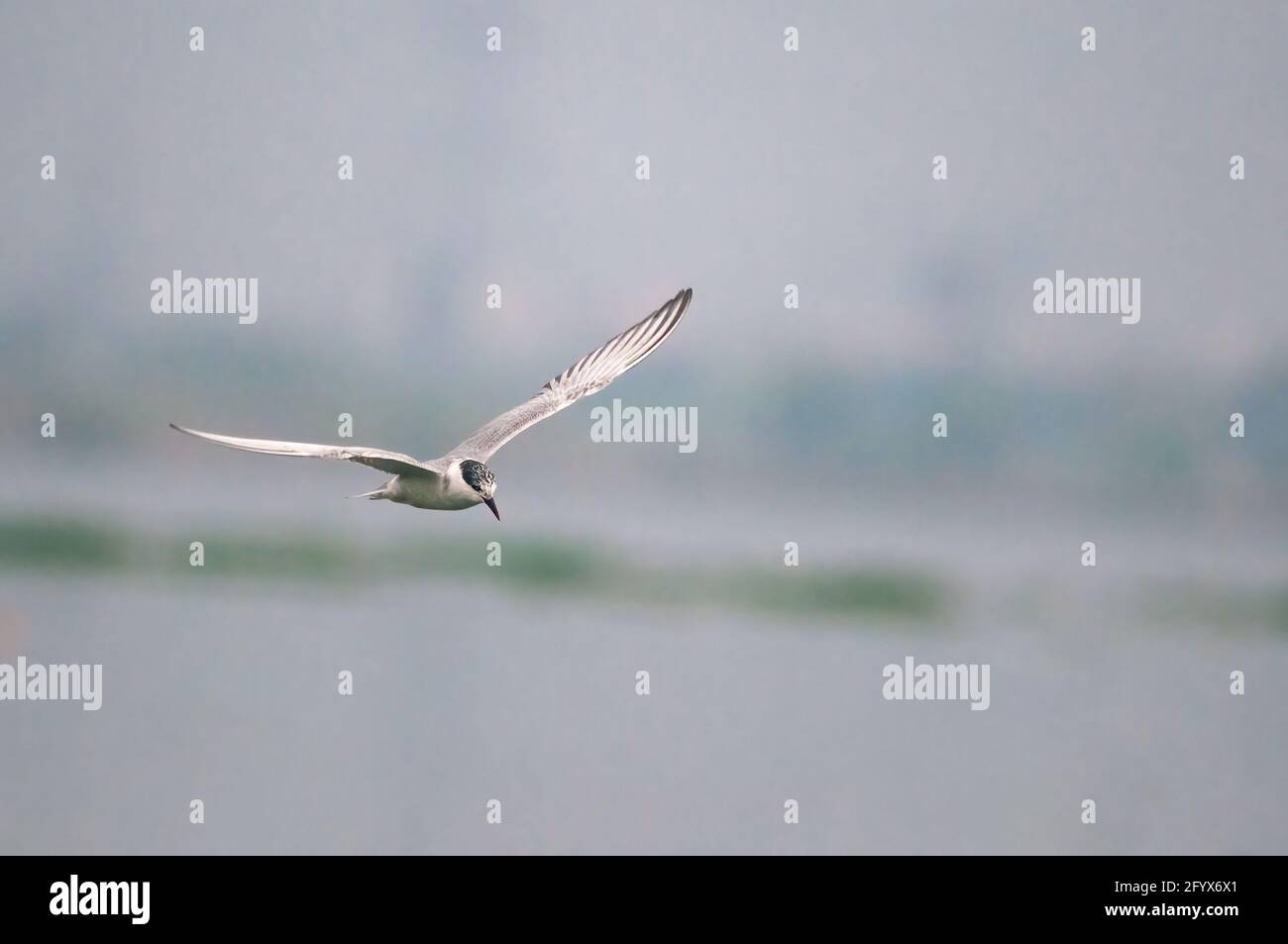 Flying tern hi-res stock photography and images - Alamy