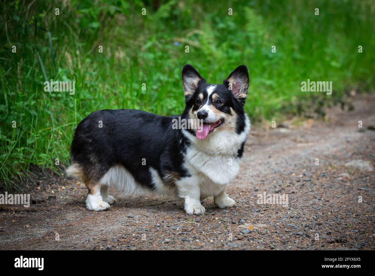 Welsh Corgi Pembroke Stock Photo - Alamy