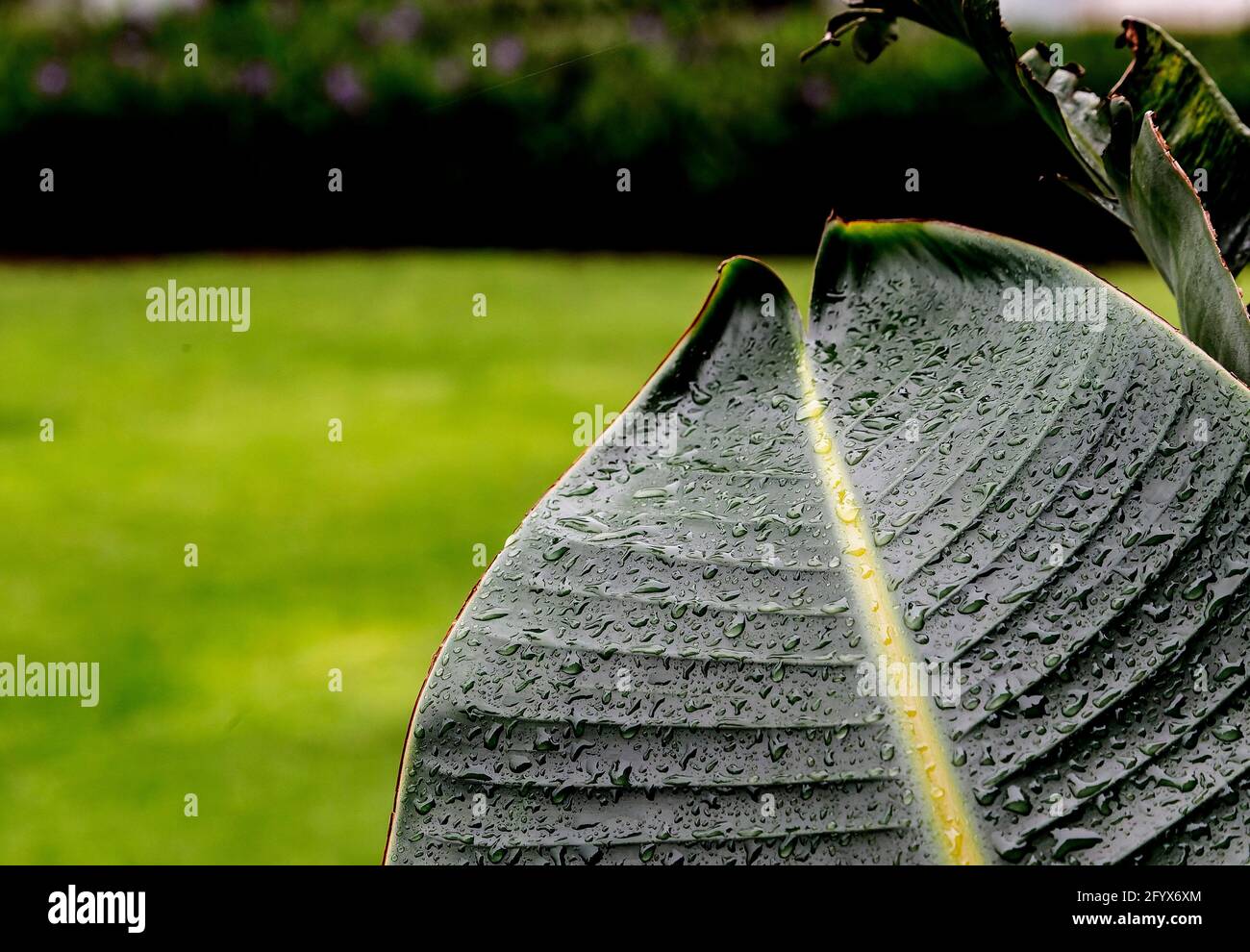 Caribbean garden hi-res stock photography and images - Alamy