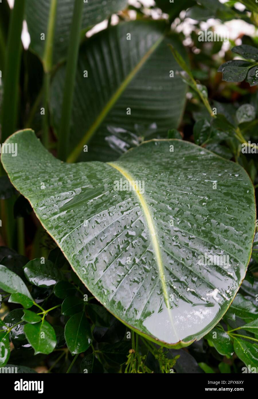 Tropical leaf after the rain in a Caribbean garden Stock Photo - Alamy