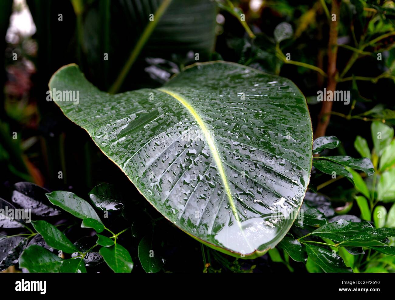 Tropical leaf after the rain in a Caribbean garden Stock Photo - Alamy