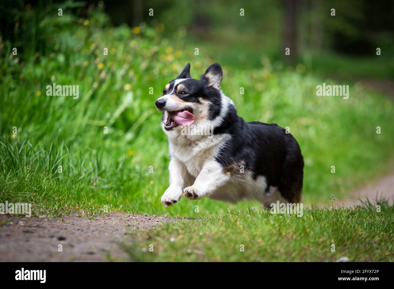 Welsh Corgi Pembroke running Stock Photo - Alamy