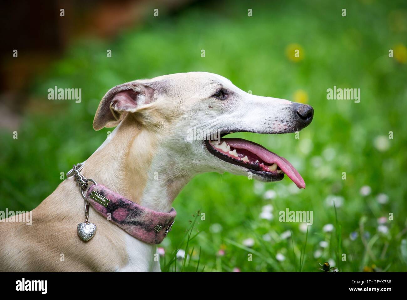 Portrait whippet dog hi-res stock photography and images - Alamy
