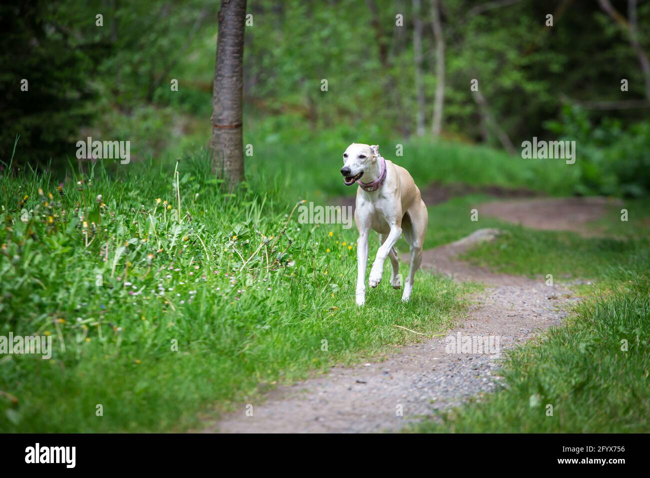 Active whippet hi-res stock photography and images - Alamy