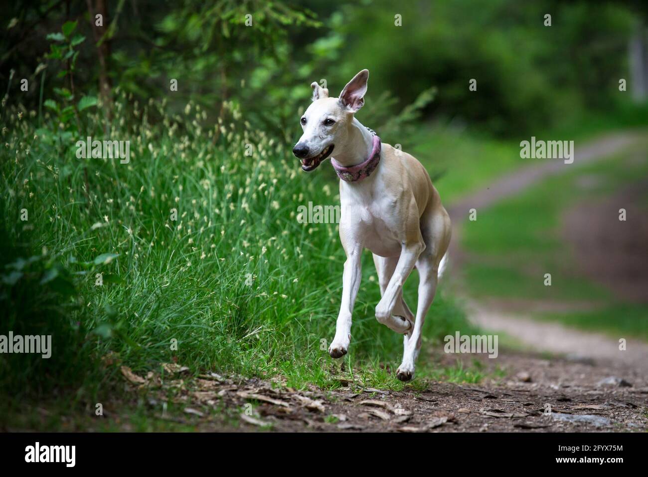 Whippet running hi-res stock photography and images - Alamy