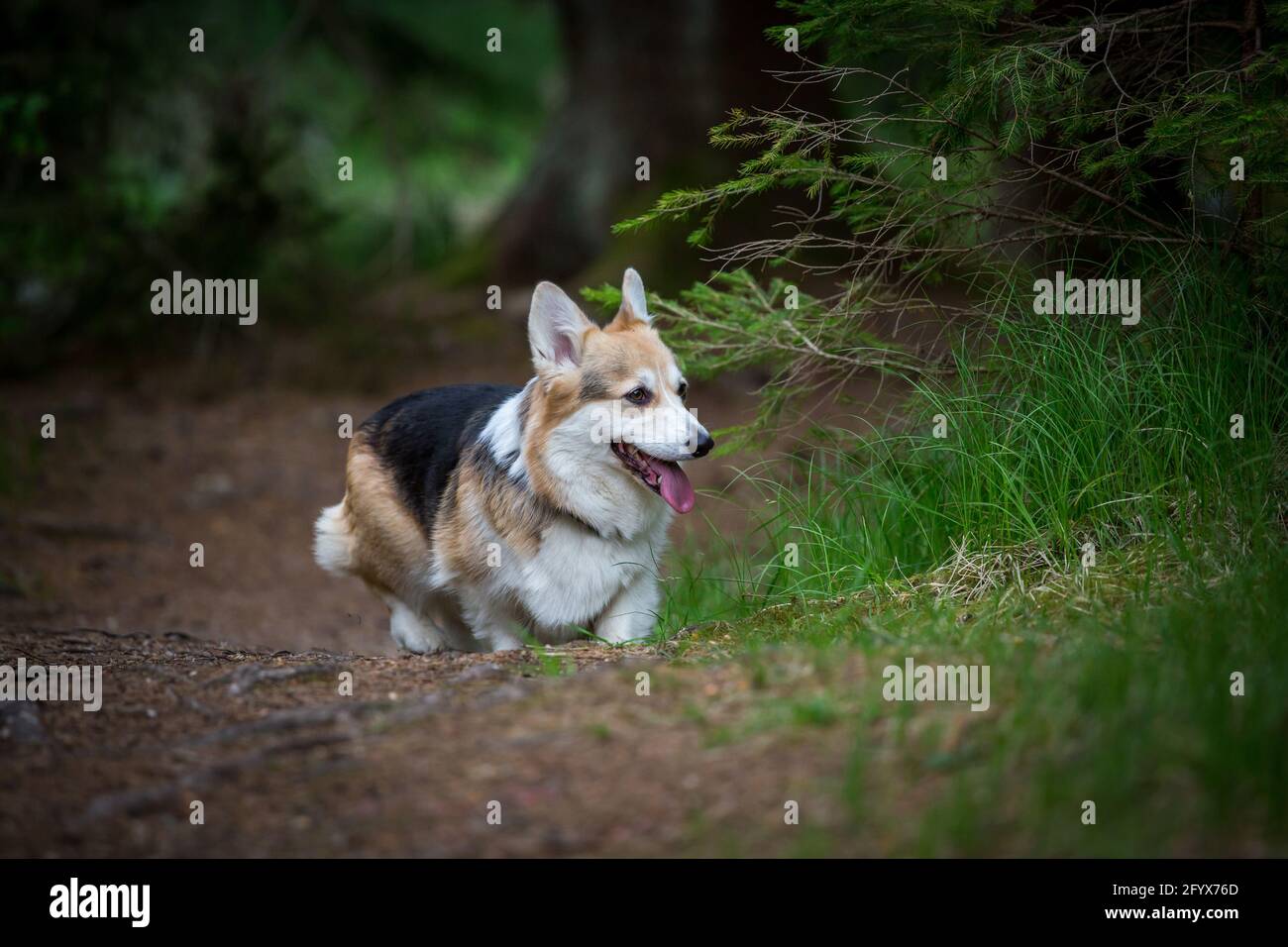 Running welsh corgi hi-res stock photography and images - Alamy