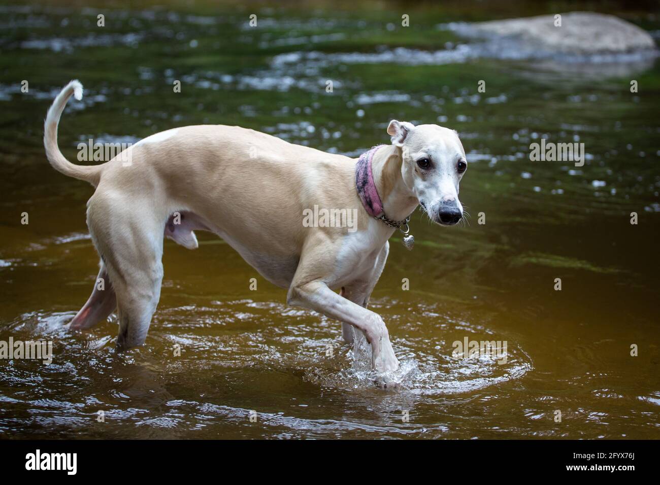 Whippet in the river Stock Photo - Alamy