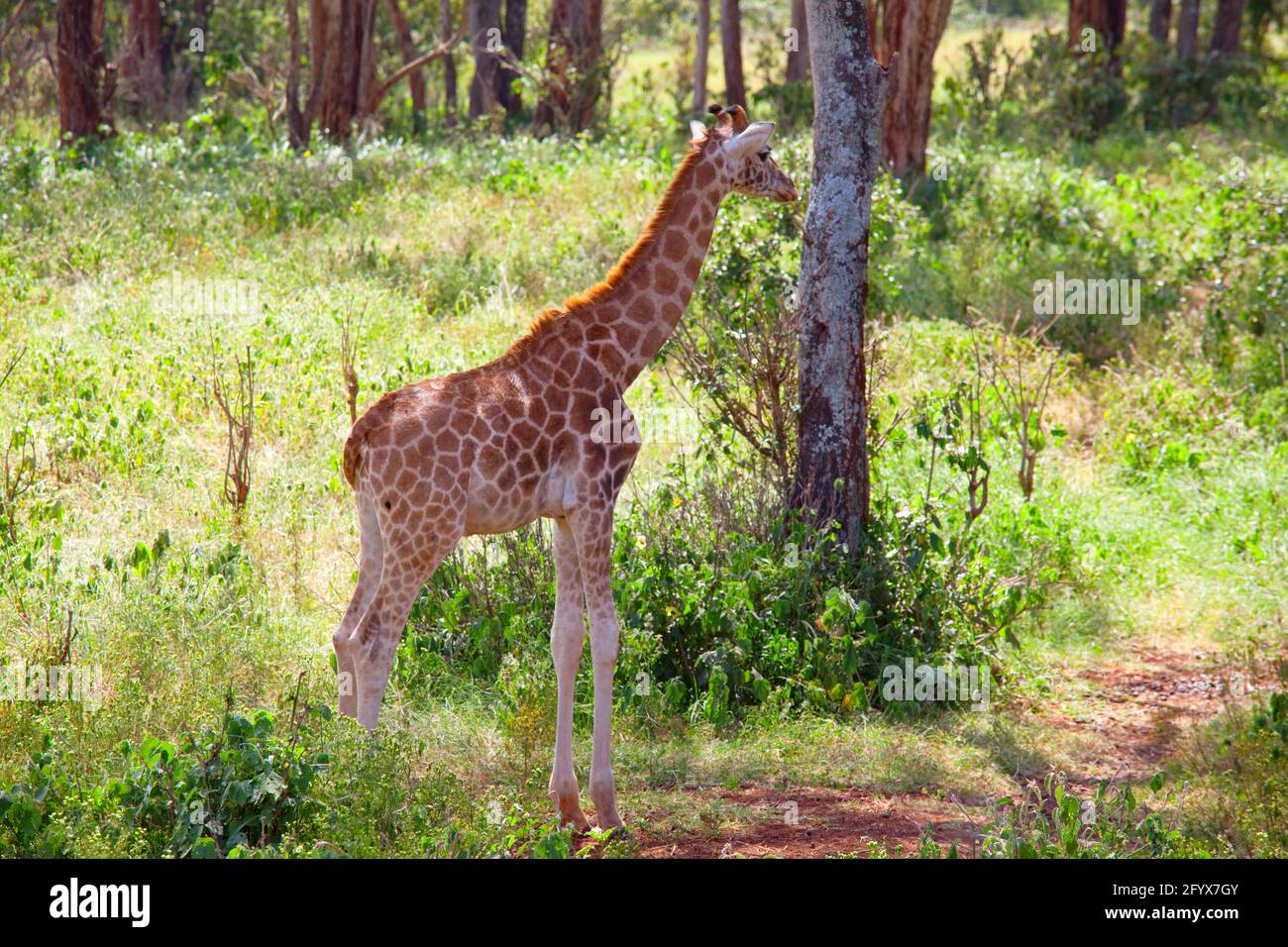Wild giraffe in the african bush, Namibia Stock Photo - Alamy
