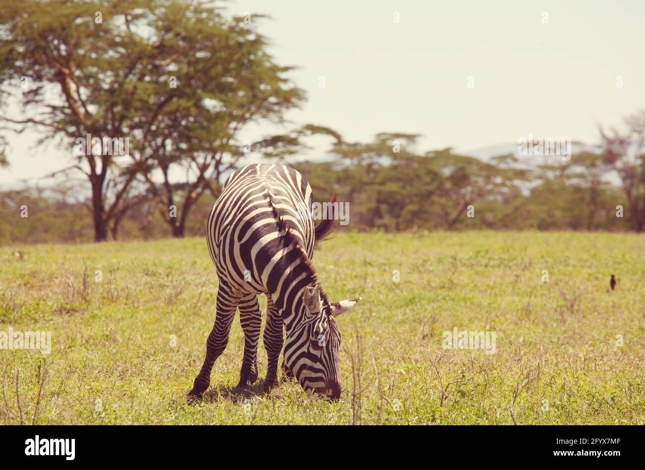 African plains zebras on the dry brown savannah grasslands browsing and ...