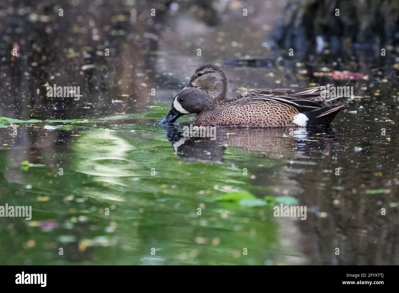The blue-winged teal (Spatula discors) in spring Stock Photo - Alamy