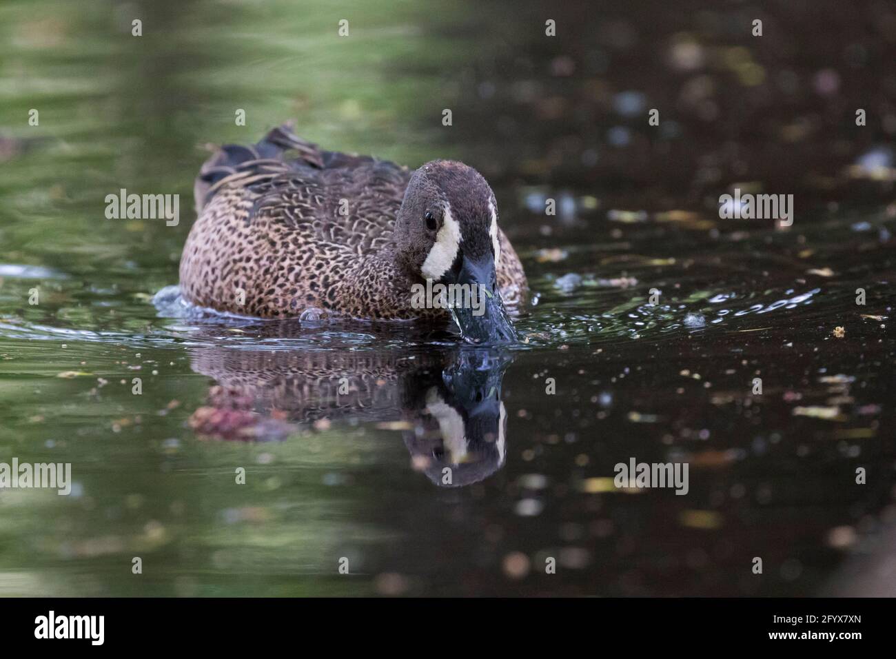 The blue-winged teal (Spatula discors) in spring Stock Photo - Alamy