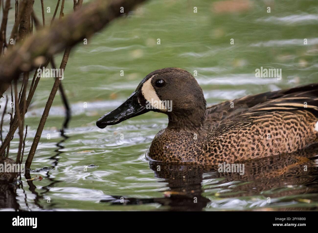 The blue-winged teal (Spatula discors) in spring Stock Photo - Alamy