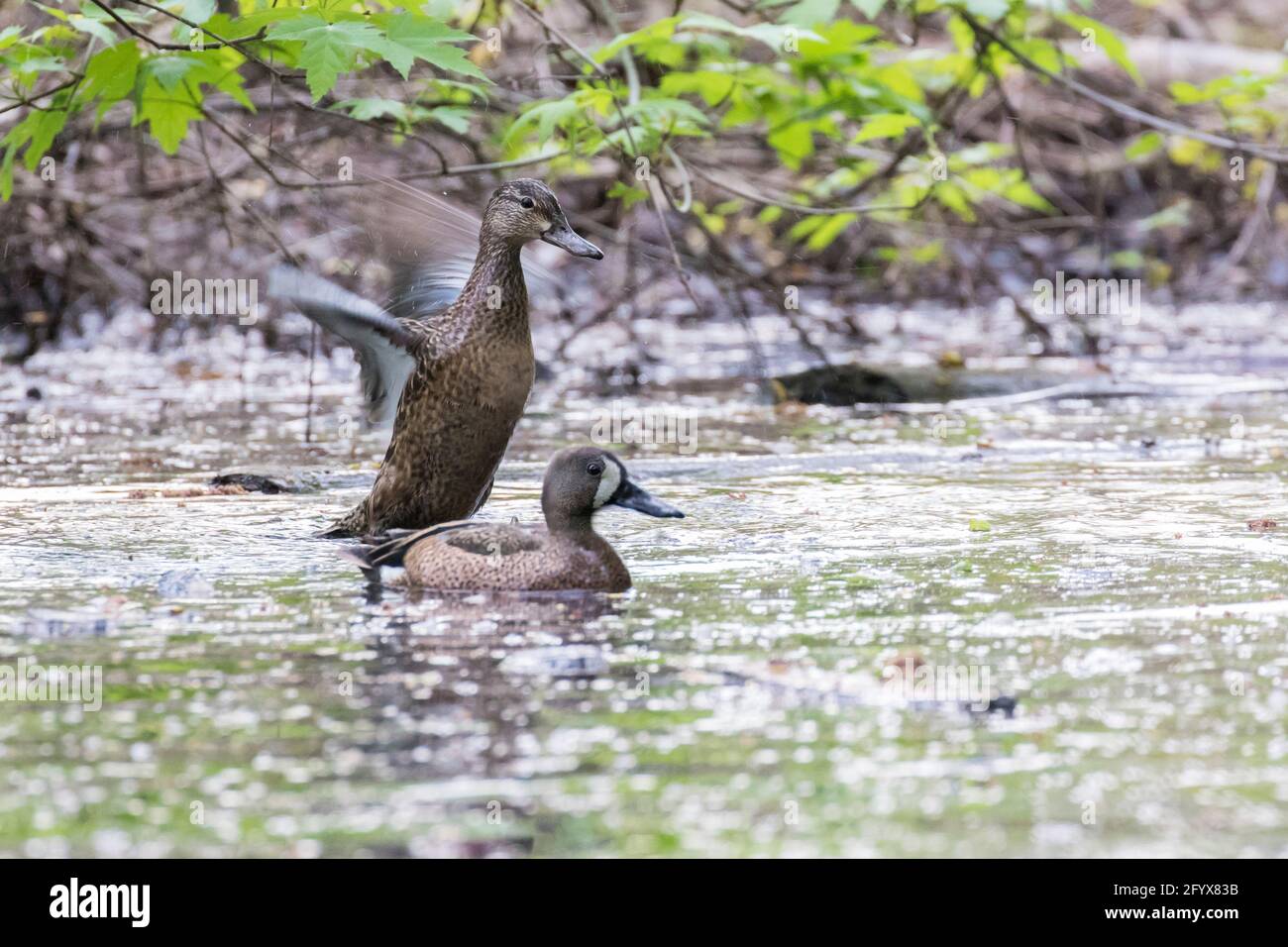 The blue-winged teal (Spatula discors) in spring Stock Photo - Alamy