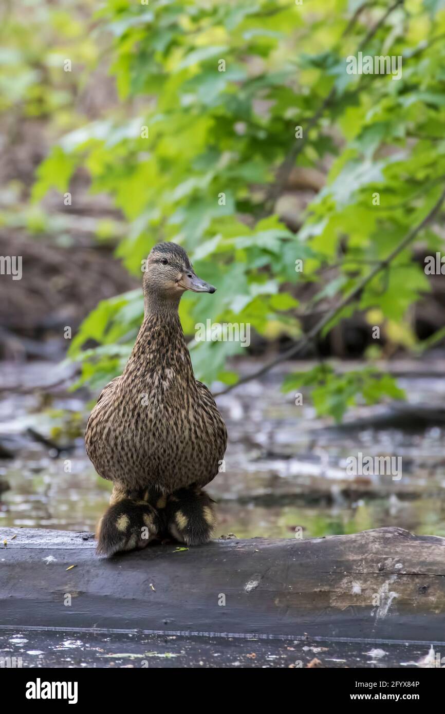 Mallar hi-res stock photography and images - Alamy