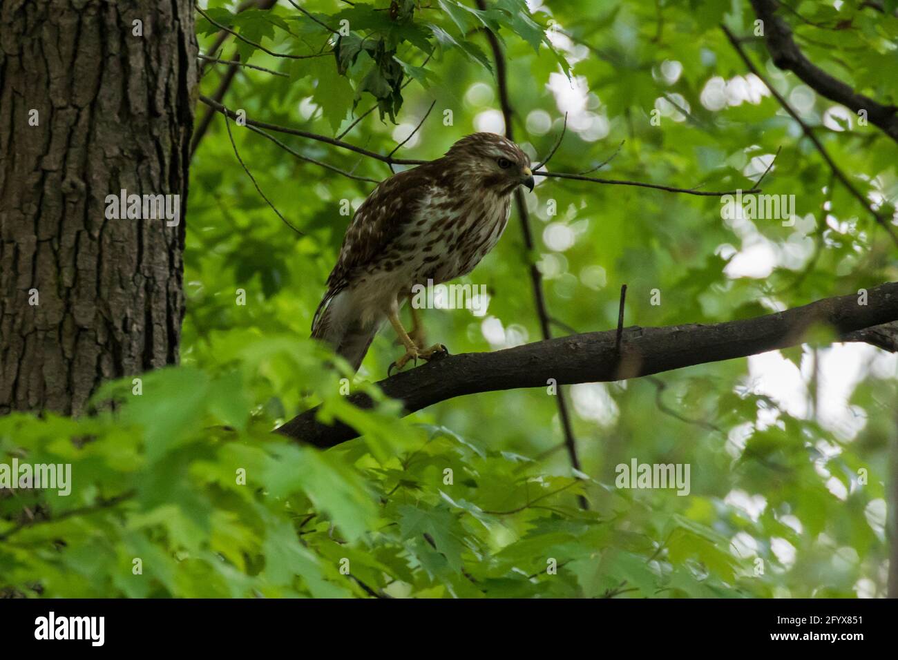 Red shouldered hawk wingspan hi-res stock photography and images - Alamy