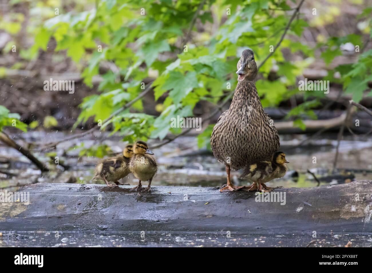 Mallar hi-res stock photography and images - Alamy
