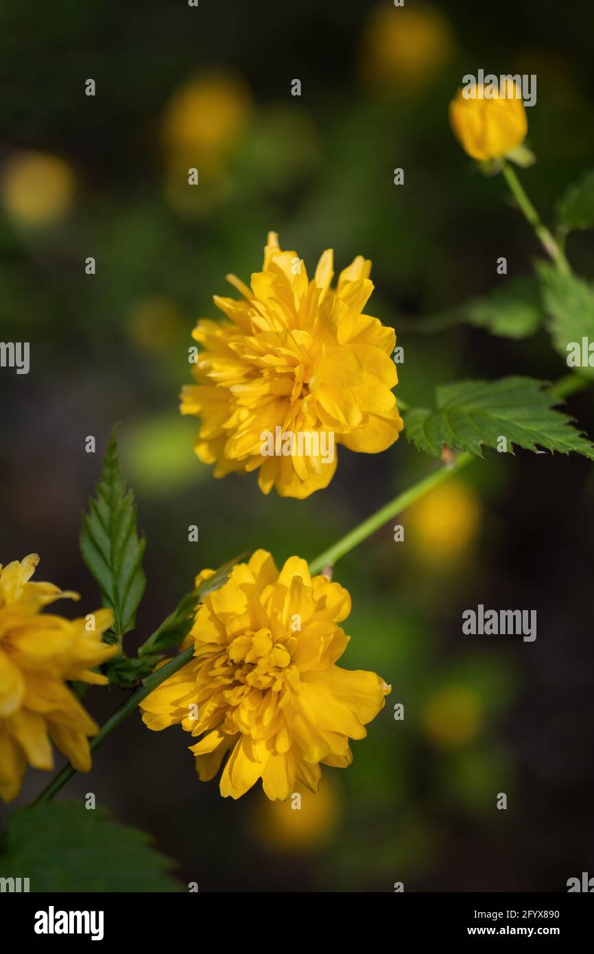 Botany rosaceae japanese hi-res stock photography and images - Alamy