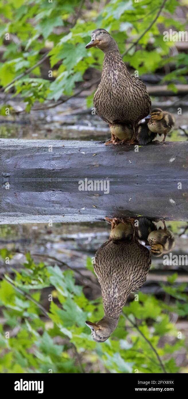 Mallar hi-res stock photography and images - Alamy