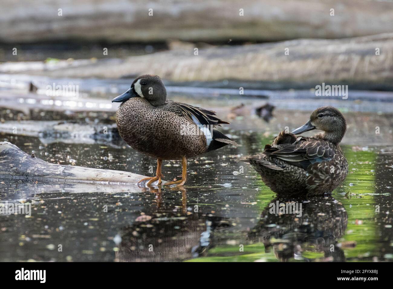 The blue-winged teal (Spatula discors) in spring Stock Photo - Alamy