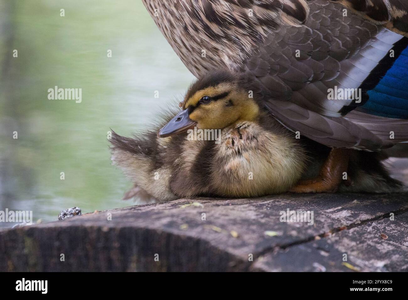 Mallar duck hi-res stock photography and images - Alamy
