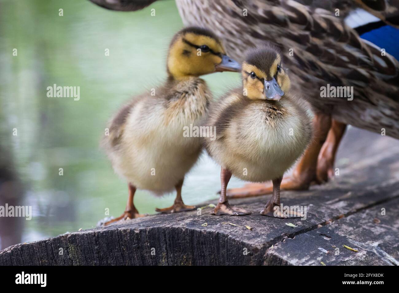 Mallar duck hi-res stock photography and images - Alamy