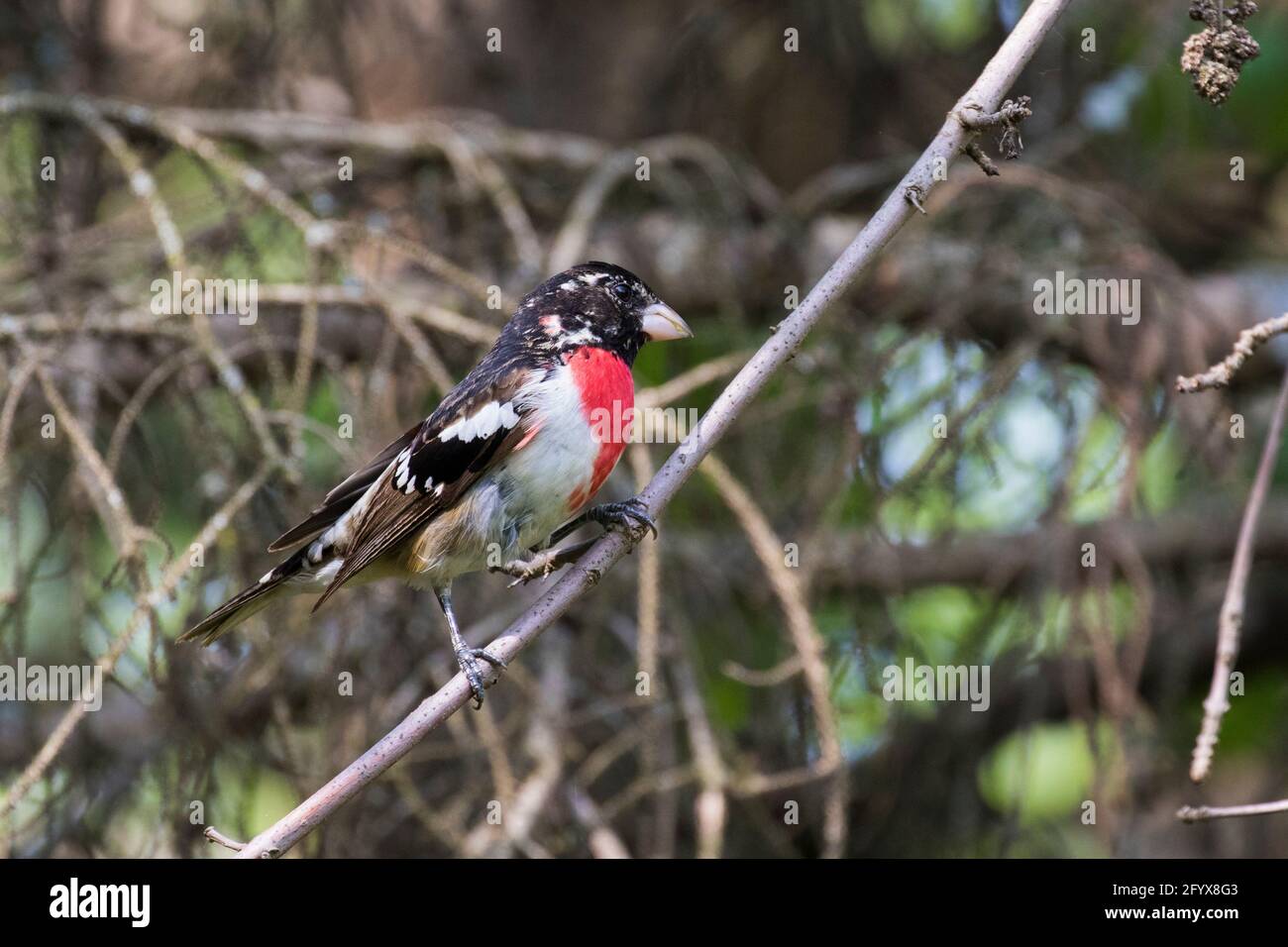 Male Rose-breasted Grosbeak - Pheucticus ludovicianus Stock Photo - Alamy