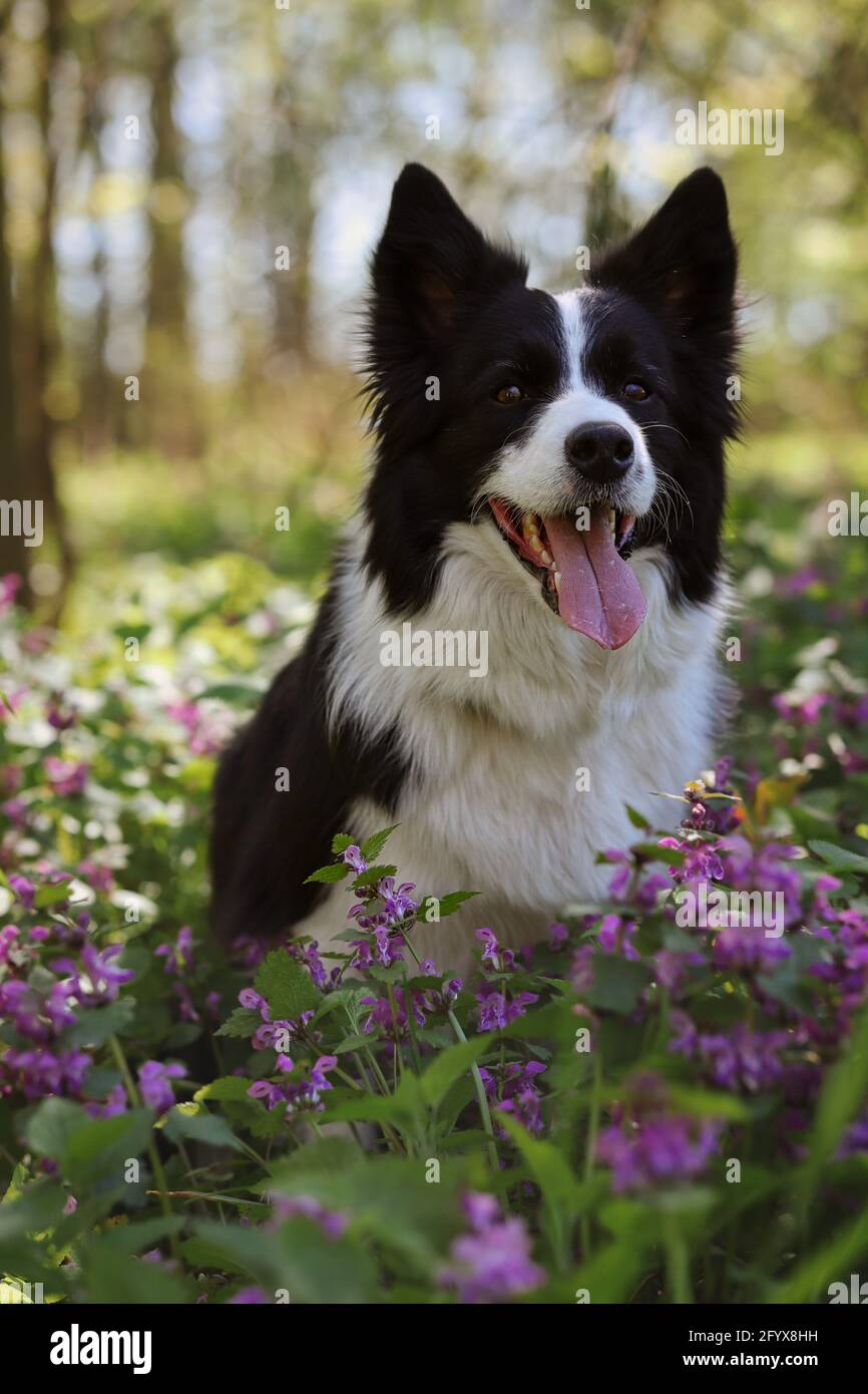 Close-up of Happy Border Collie Sitting in Purple Dead-Nettle also ...