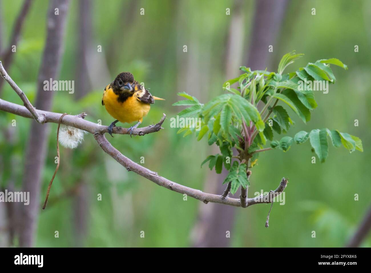 Female Baltimore oriole (Icterus galbula) nesting Stock Photo - Alamy