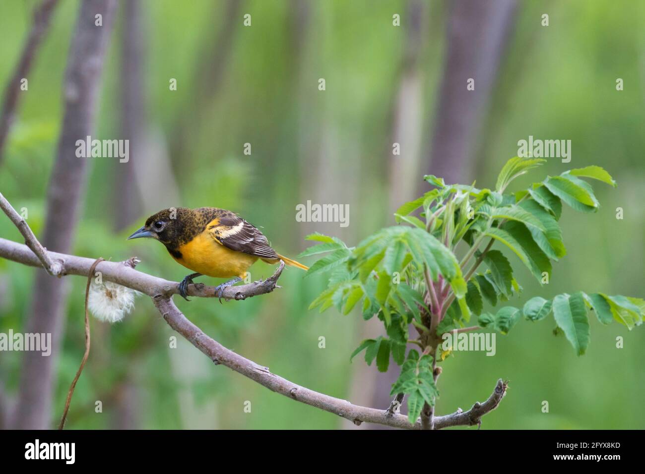 Female Baltimore oriole (Icterus galbula) nesting Stock Photo - Alamy