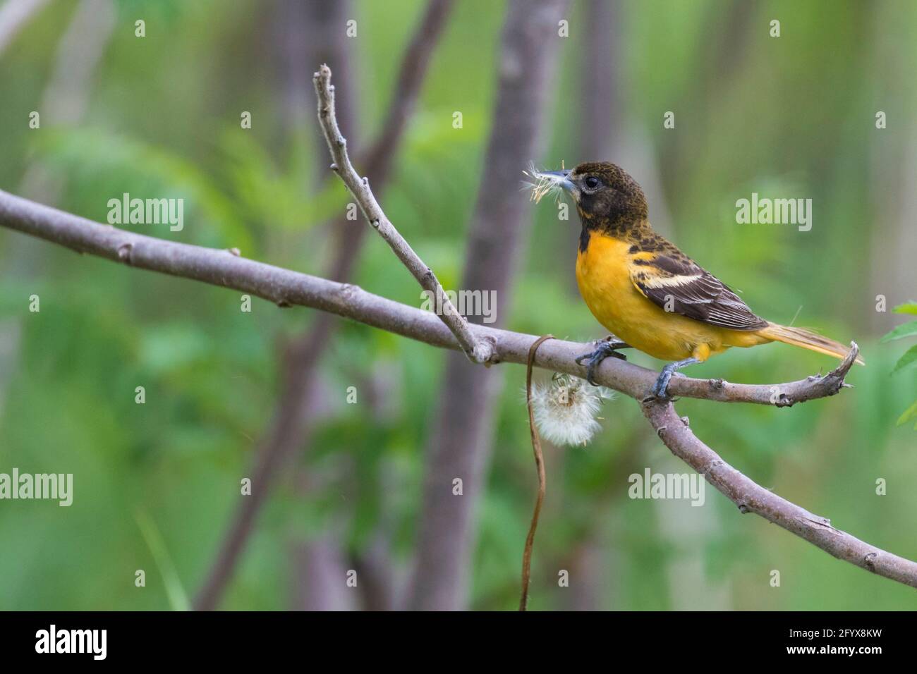 Female Baltimore oriole (Icterus galbula) nesting Stock Photo - Alamy