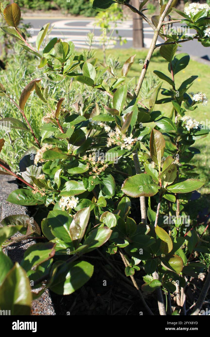 Pucker hi-res stock photography and images - Alamy