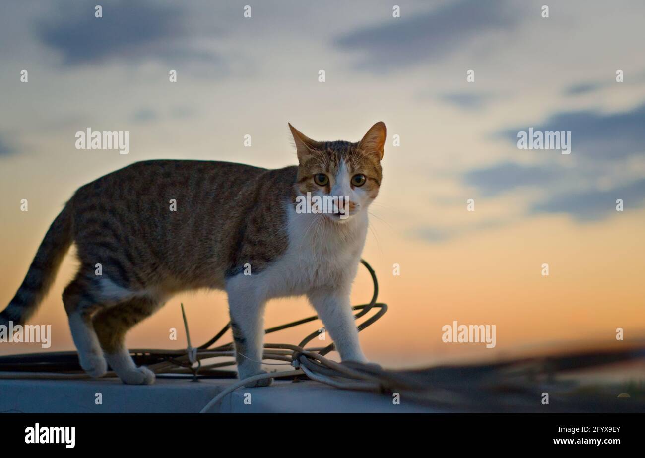 Tabby cat wandering on the rootops at dusk Stock Photo - Alamy