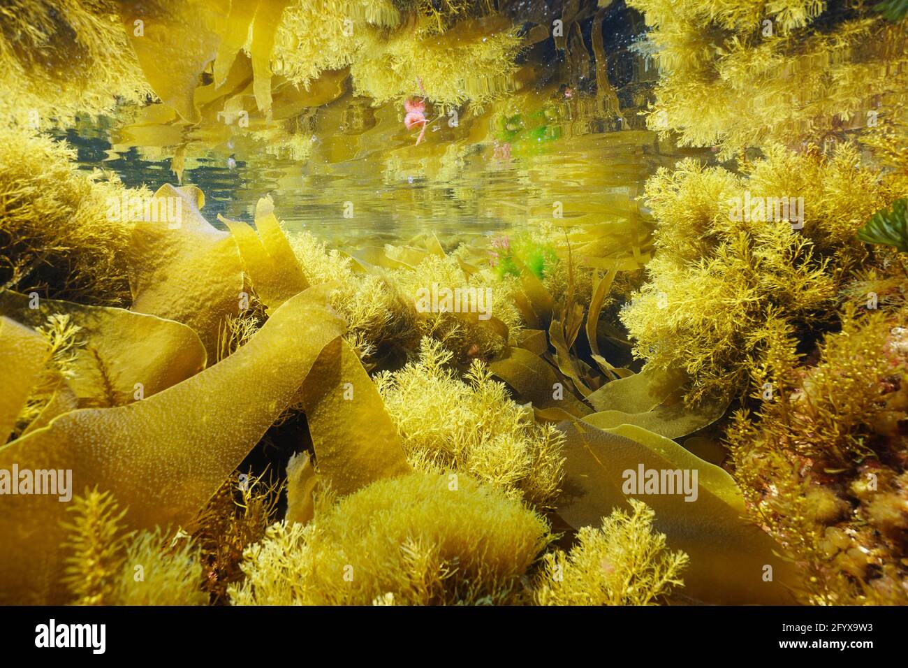 Algae in the ocean with reflection under water surface, Atlantic ...