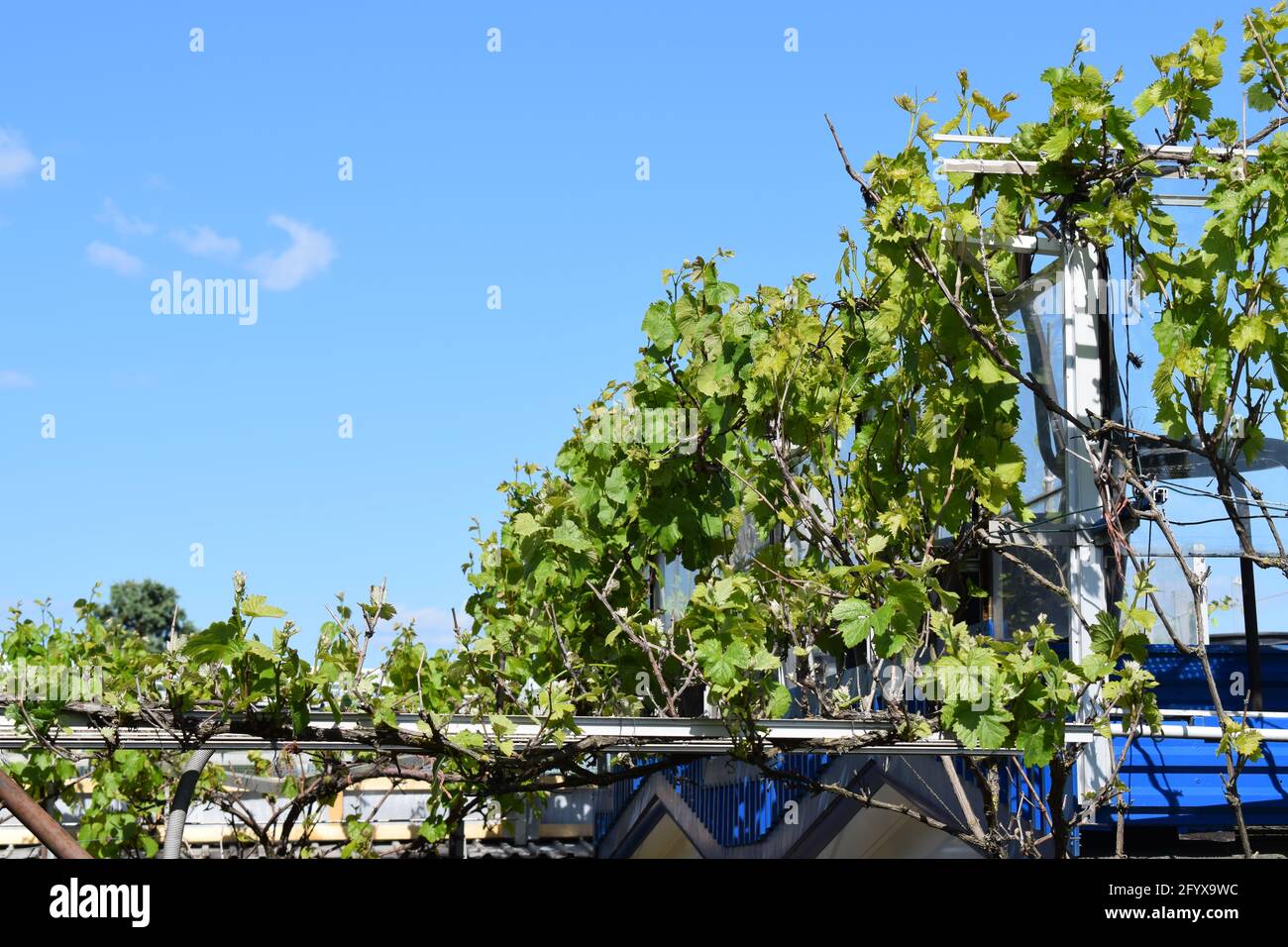 Green gardens on roof planting hi-res stock photography and images - Alamy