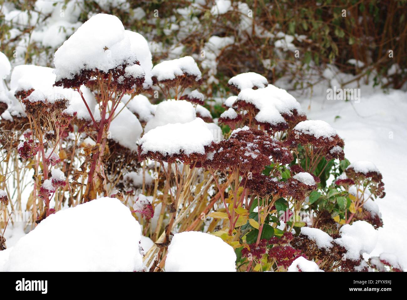 Sedum in winter hi-res stock photography and images - Alamy