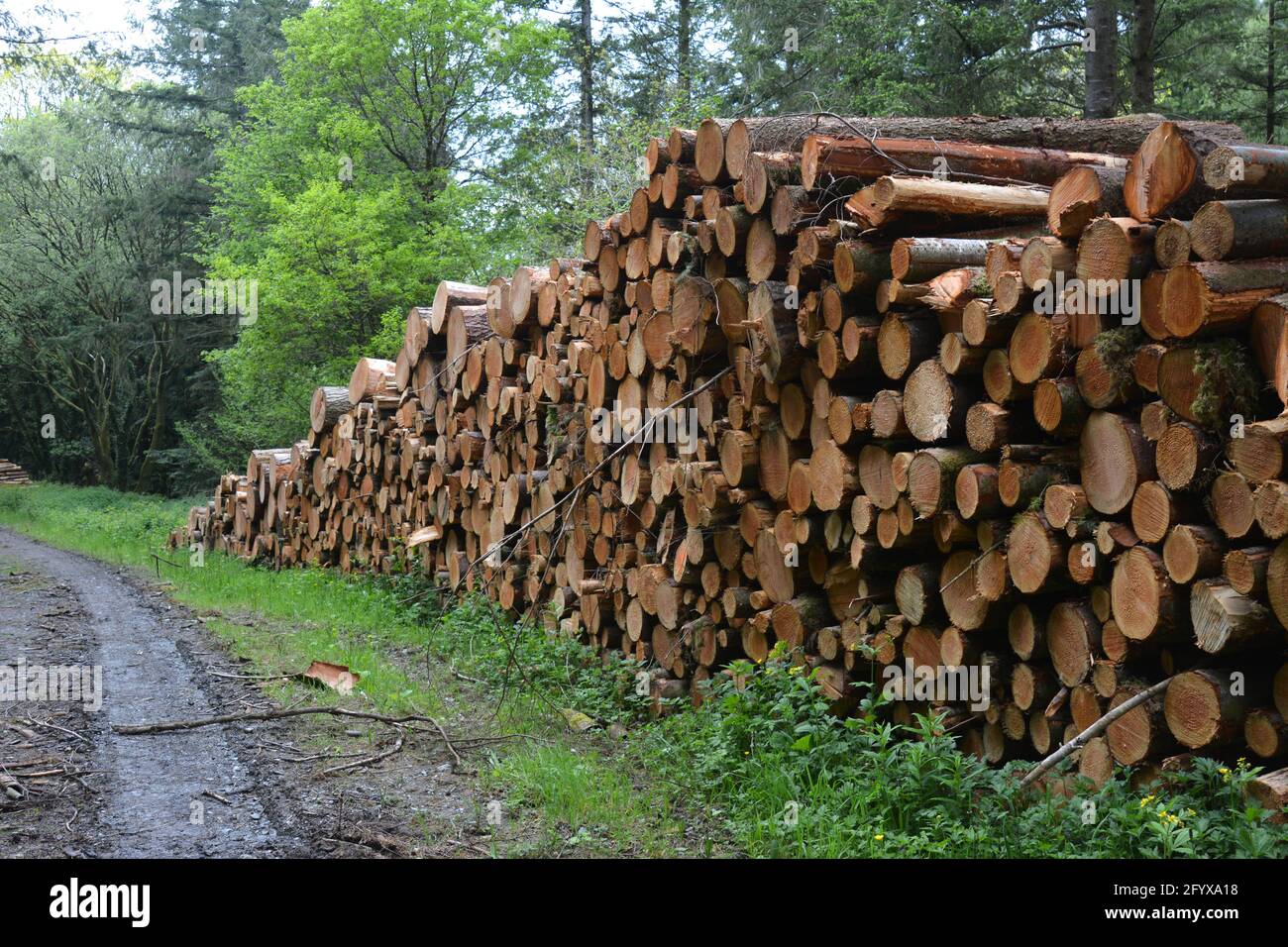 Logging piles at Grogwynion Woods near Aberystwyth Stock Photo - Alamy