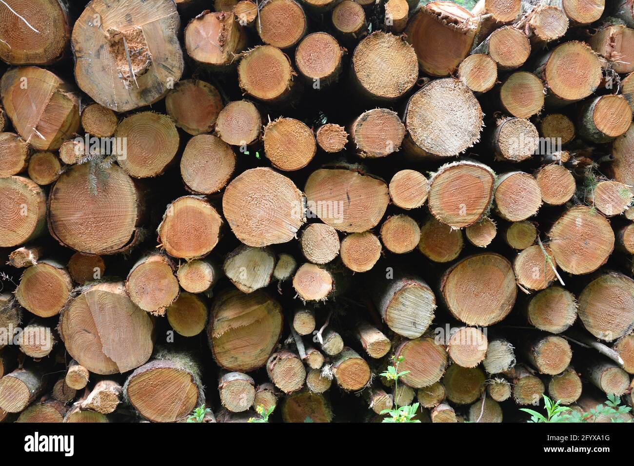 Logging piles at Grogwynion Woods near Aberystwyth Stock Photo - Alamy