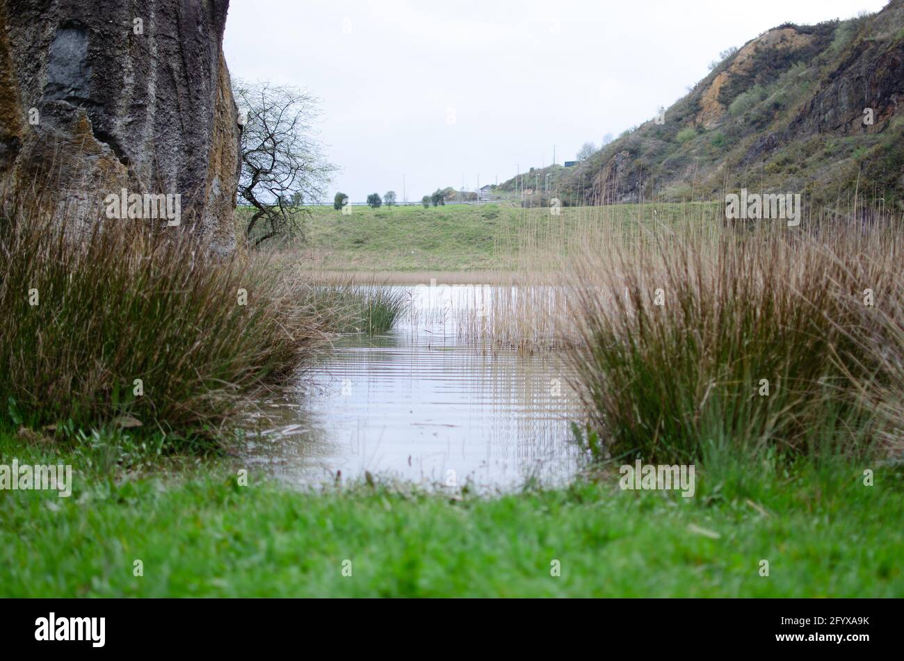 lake with excess of vegetation Stock Photo - Alamy
