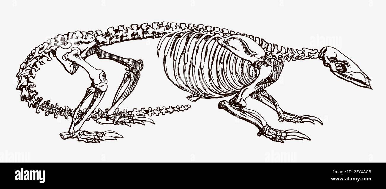 Endangered Cut Out Stock Images & Pictures - Alamy