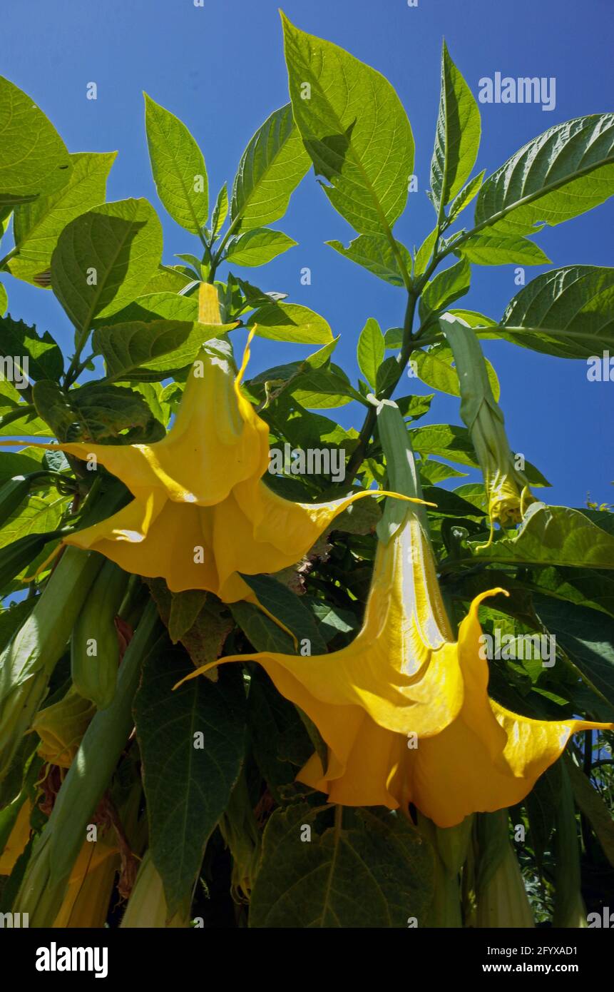 Angel's Trumpet (brugmansia) flowering Stock Photo - Alamy
