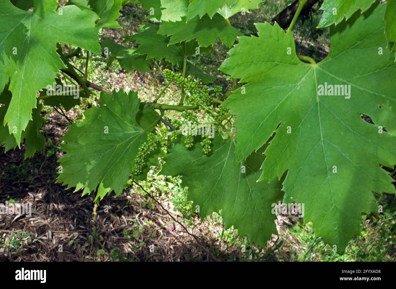 Grapes in bloom in vineyard Stock Photo - Alamy